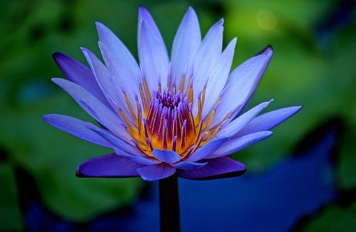 The blue lotus | Sacred Geometry