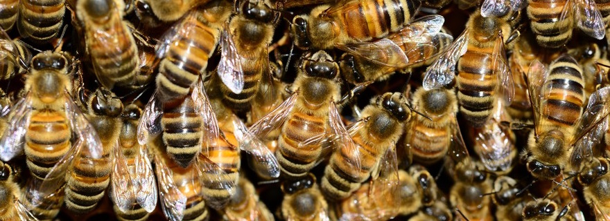 bees | Sacred Geometry